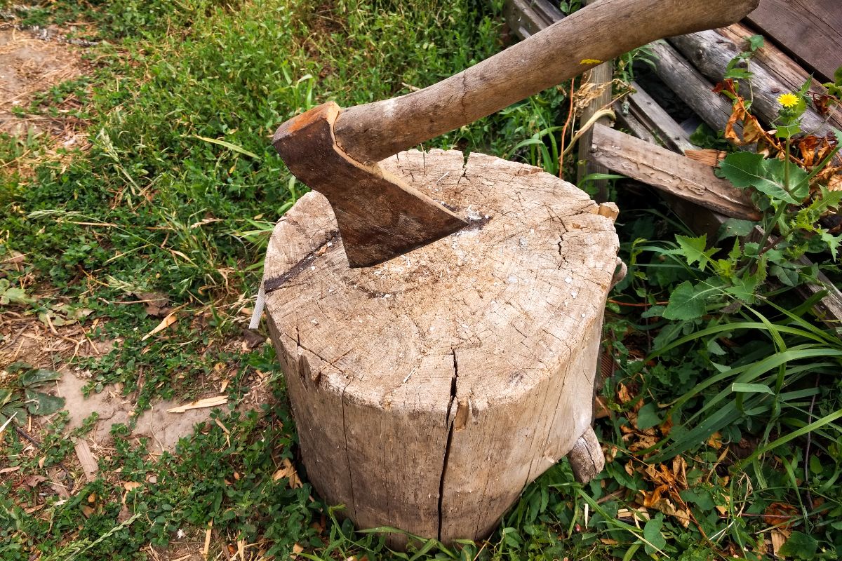What Kinds Of Woods Are Used In Timbersports? | Wood Chop Log